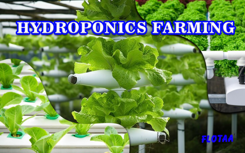 Hydroponic Farming