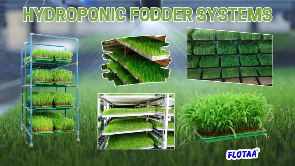 Hydroponic Fodder Systems