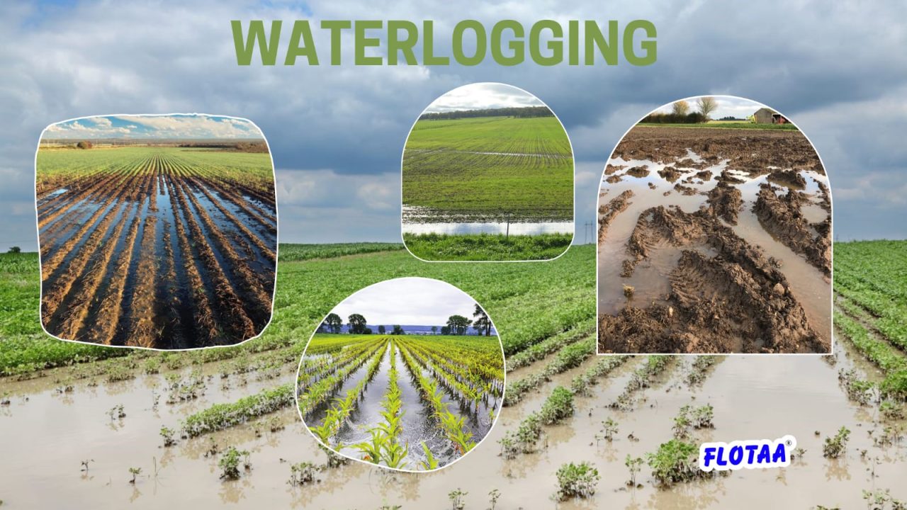 Understanding Water Logging: Causes, Effects, Types And Prevention