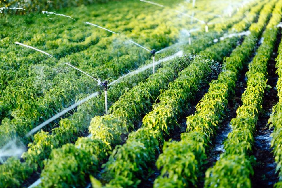 Different Types Of Irrigation Systems: Advantages And Disadvantages